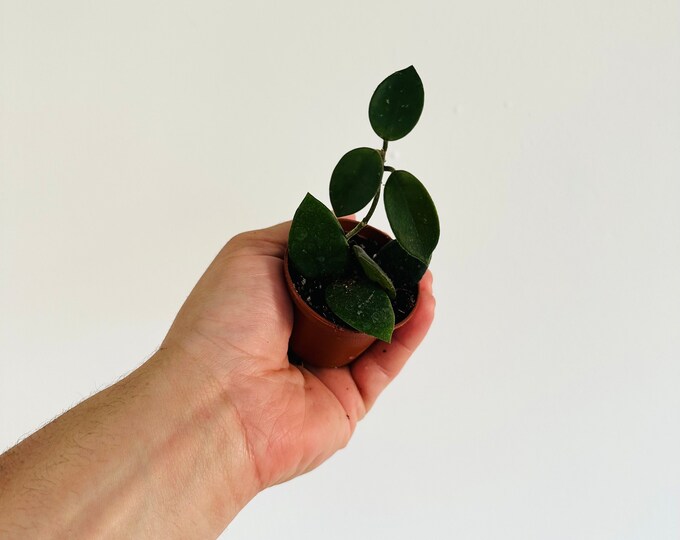 Hoya Cv. Chouke - Fuzzy Leaf Hoya - Starter Hoya- 2” Pot - Etsy