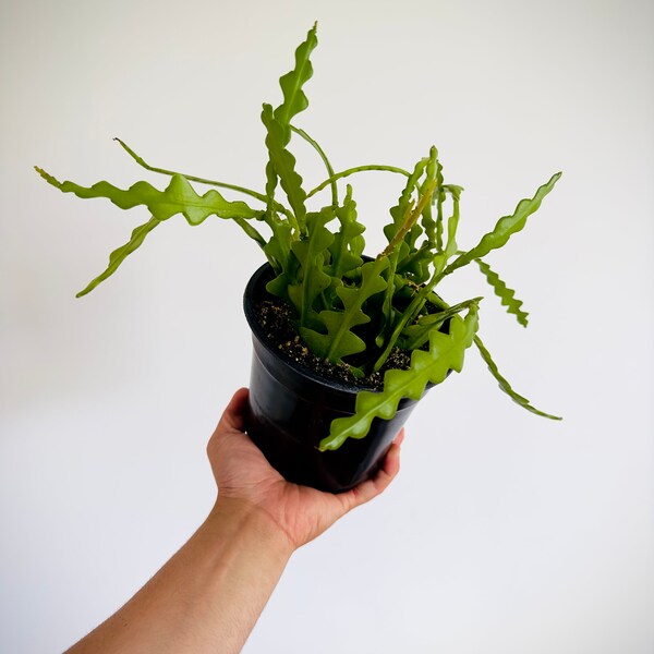 Ric Rac Flower - Etsy