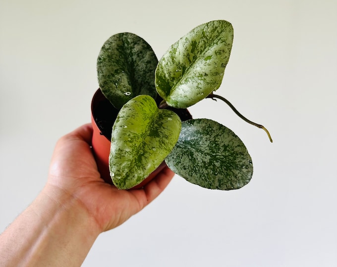 Hoya Waymaniae Cloud Sky - Rare Hoya - Super Splashy Hoya - Fuzzy Hoya ...