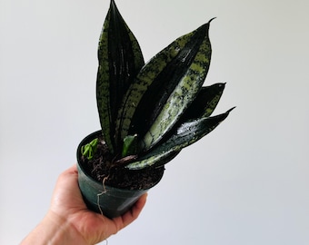 Sansevieria Tornado - Rare Snake Plant - Sansevieria Trifasciata - Live ...