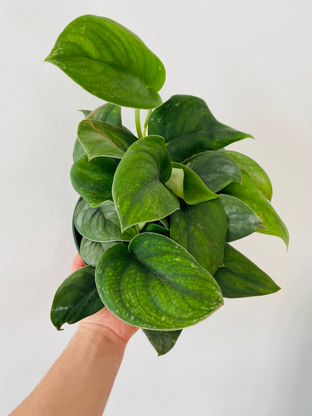 Scindapsus Jade Satin - Rare Scindapsus - Velvet Pothos - Live ...