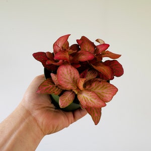 Fittonia Strawberry Blossom - Nerve Plant - Easy Plants - Beginner ...