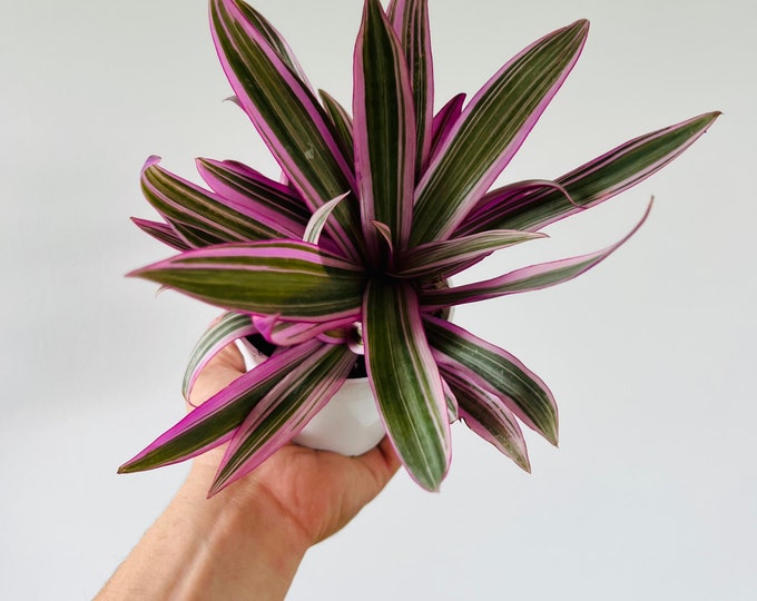Rhoeo Tricolor Wandering Dude Variegated Tradescantia Easy Plants Live ...