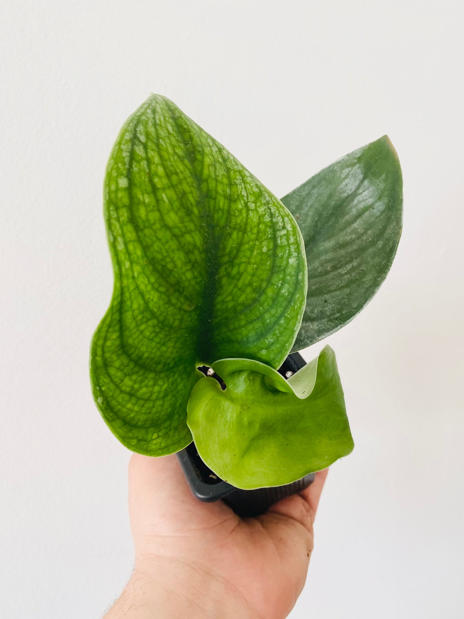 Scindapsus Jade Satin Rare Scindapsus Velvet Pothos Live - Etsy