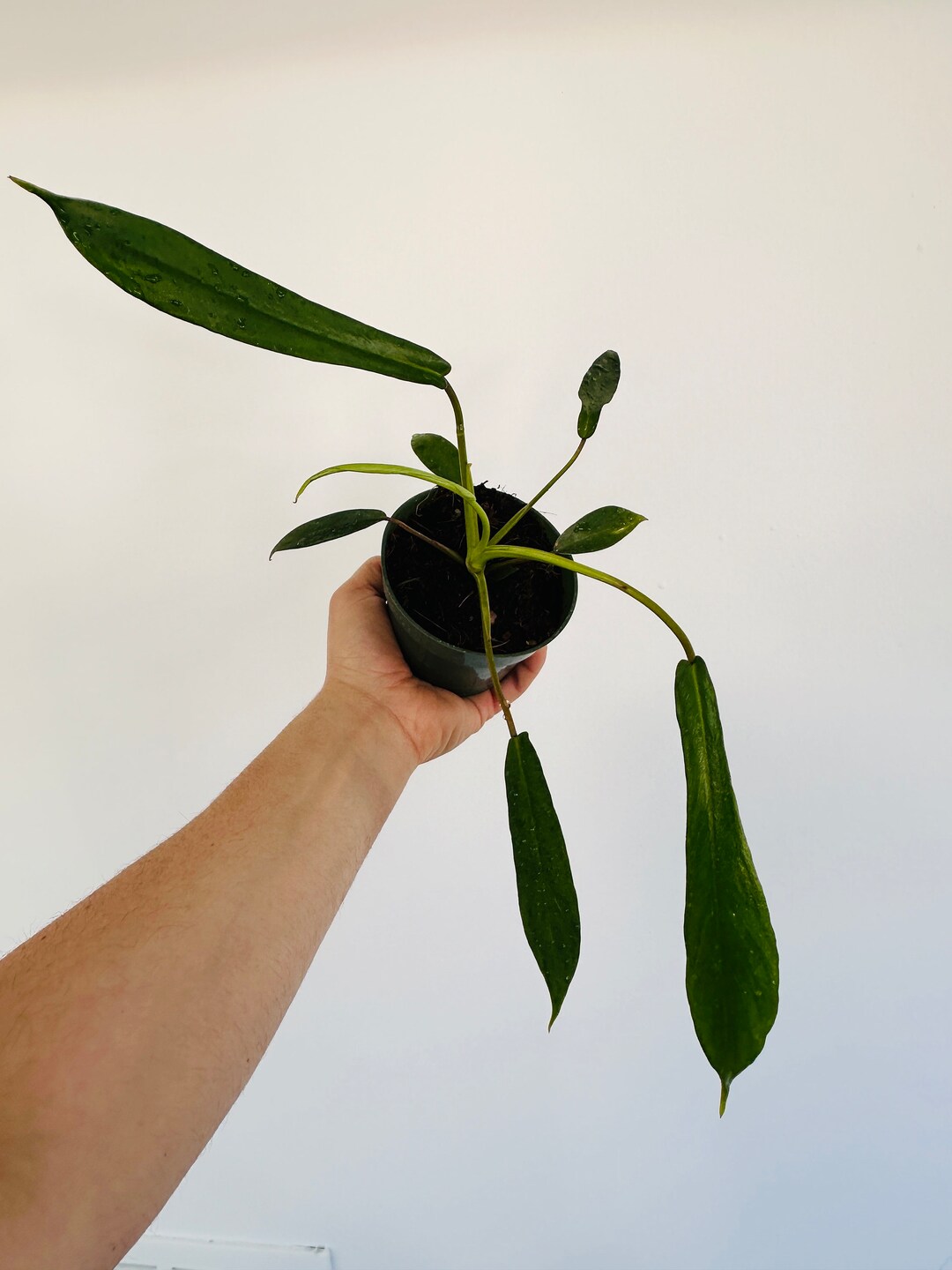 Philodendron Joepii - Climbing Aroid - Rare Plants - Live Plant in 4 ...