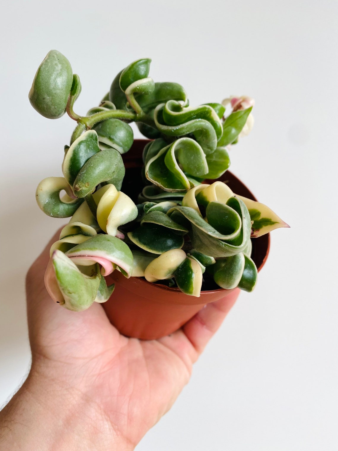 Variegated Hoya Compacta Variegated Hindu Rope Hoya - Etsy