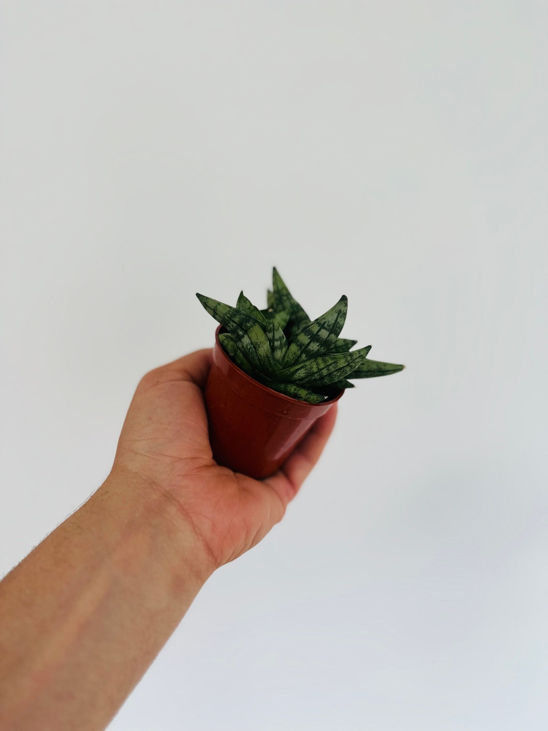 Sansevieria Dwarf Boncel - Rare Mini Snake Plant - Live Plant in 3” Pot ...