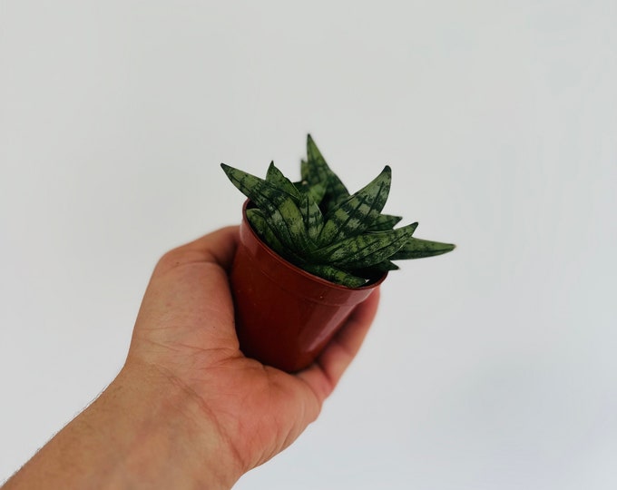Sansevieria Dwarf Boncel - Rare Mini Snake Plant - Live Plant in 3” Pot ...
