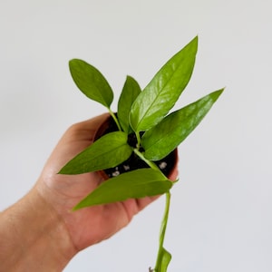Skeleton Key - Pothos - Epipremnum Pinnatum Skeleton Key - Tropical ...