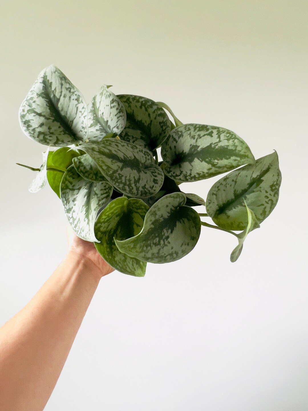 Silver Cloud Scindapsus - Rare - Silver Satin Pothos - Available in 6 ...