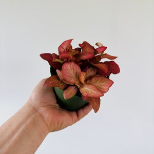 Fittonia Strawberry Blossom - Nerve Plant - Easy Plants - Beginner ...