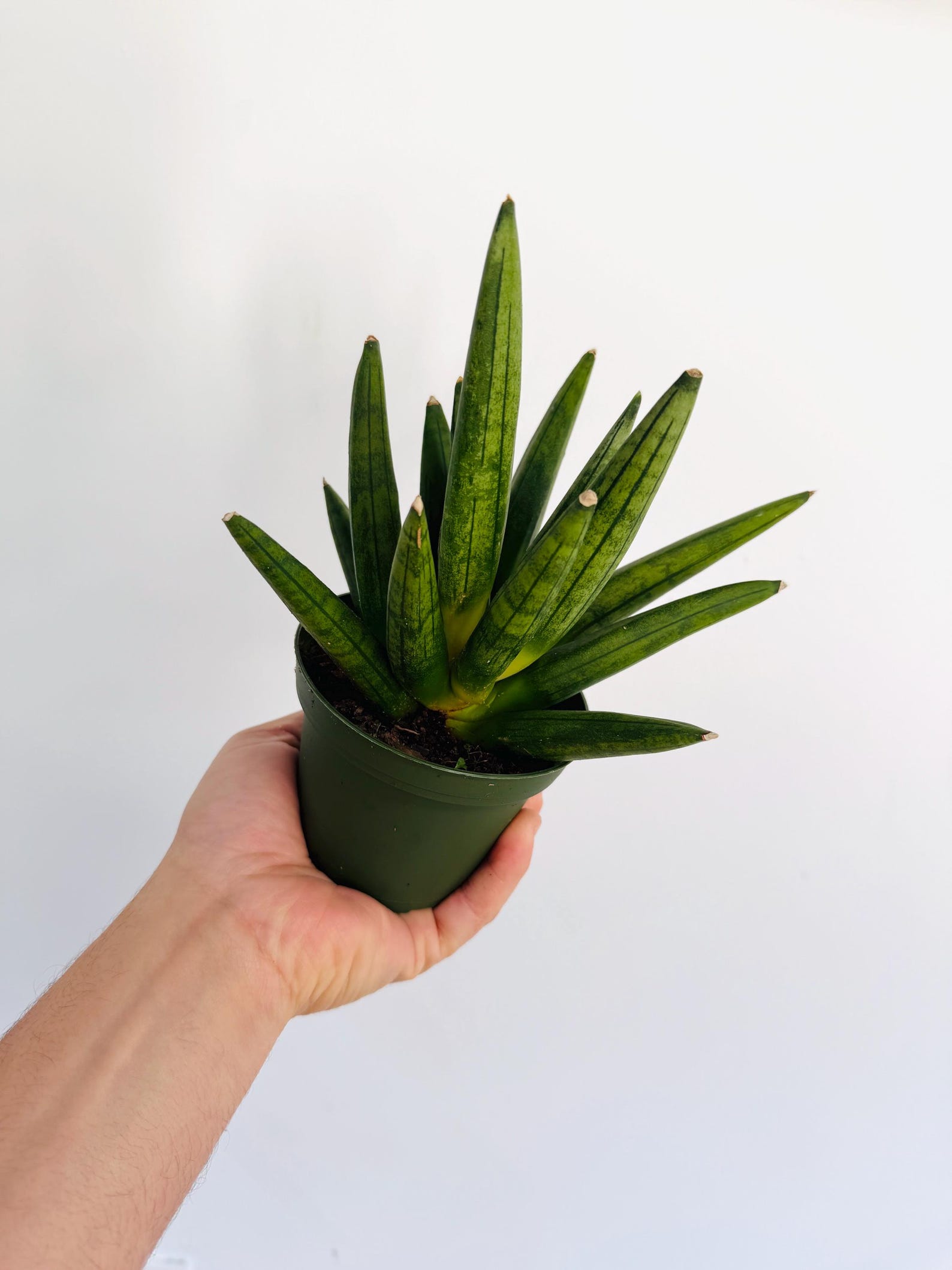 Sansevieria Hedgehog - Spiky Snake Plants - Live Houseplant in 4” Pot ...