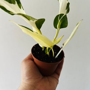Mutant Manjula - Pothos - New Variety - Tropical Houseplant - Available ...