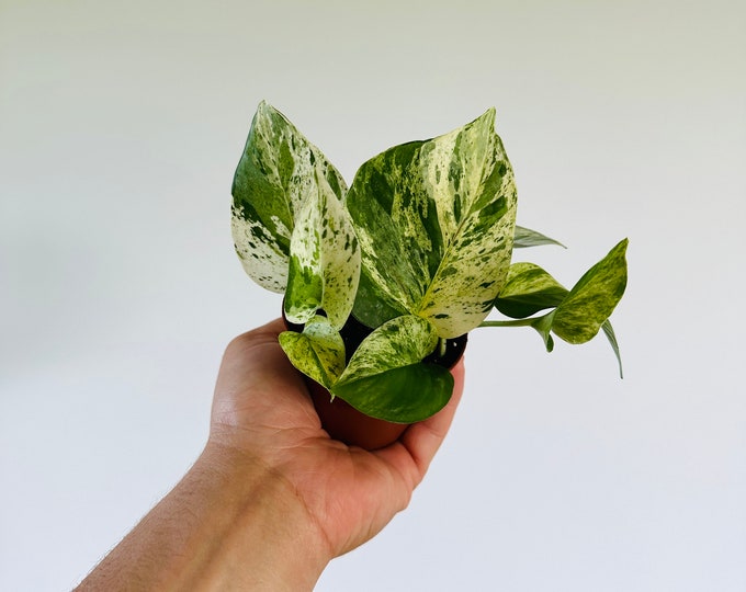 Pothos Fanfare - Teruno Pothos - Japanese Pothos - Terunoworld ...