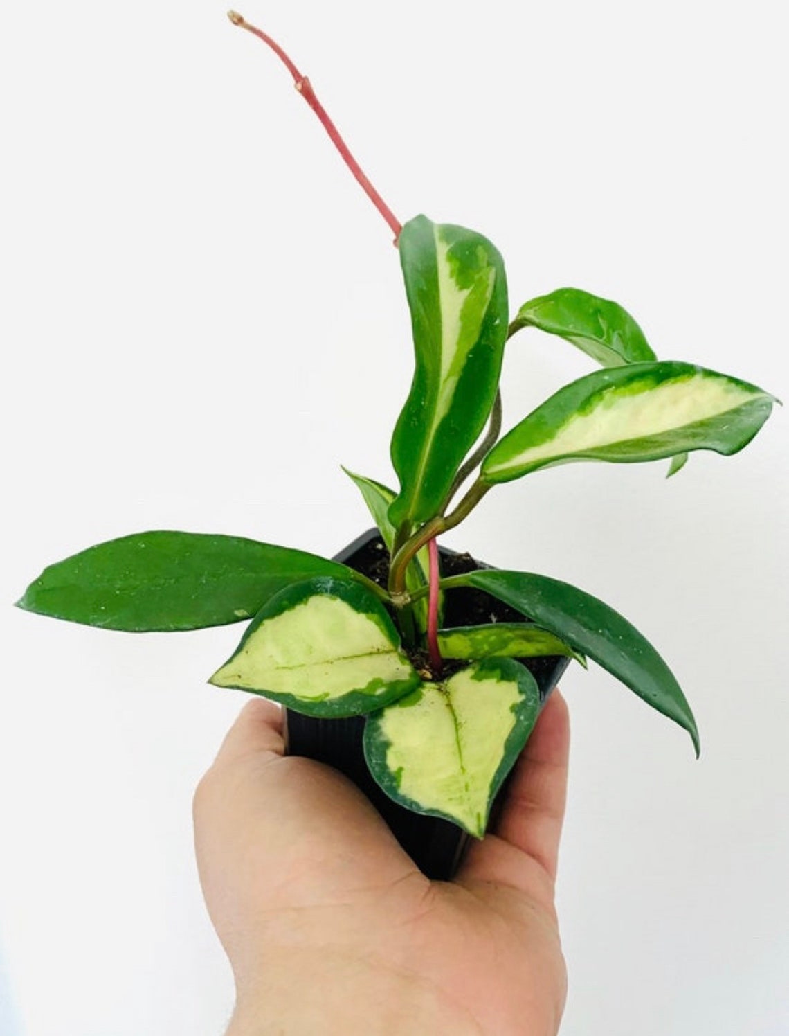Hoya Carnosa Crimson Princess Rare Hoya Indoor Plant - Etsy