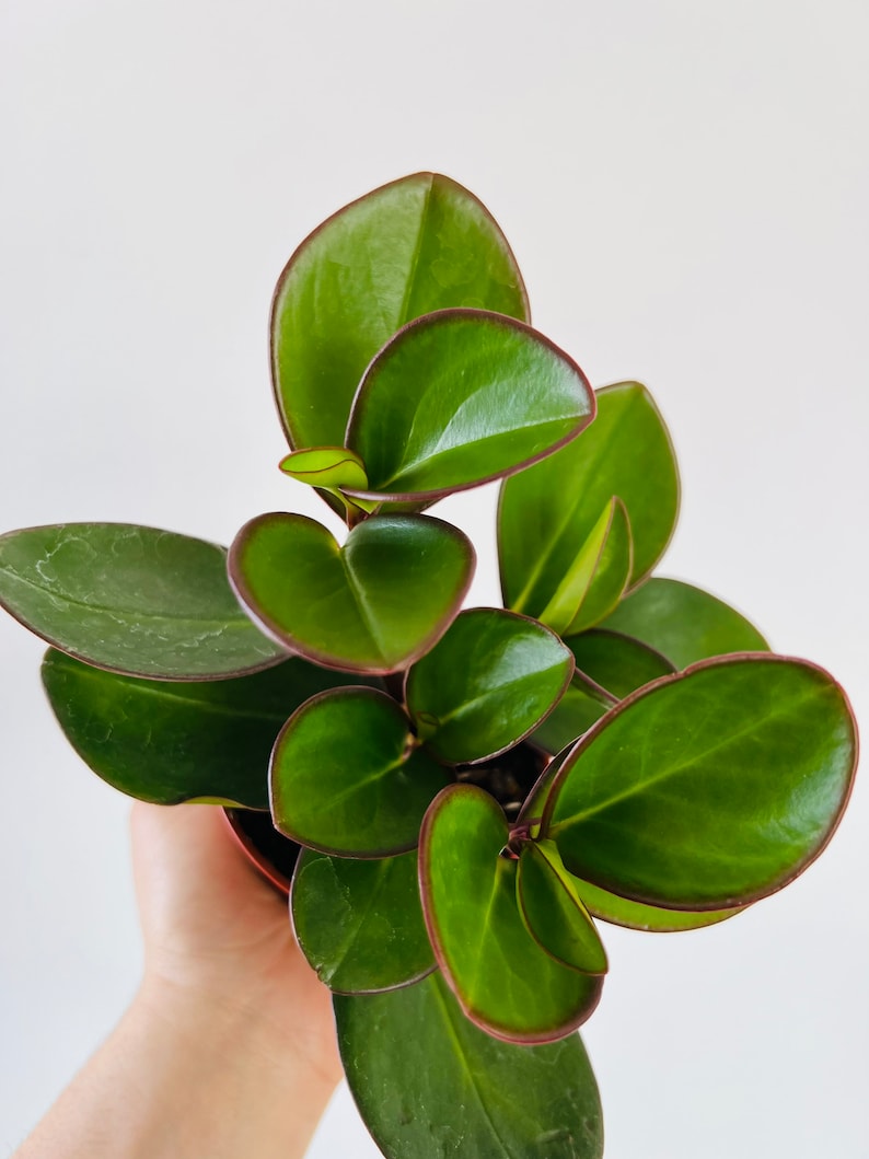 Peperomia Red Margin - Clusifolia Red Rubber Plant - Easy Plants ...