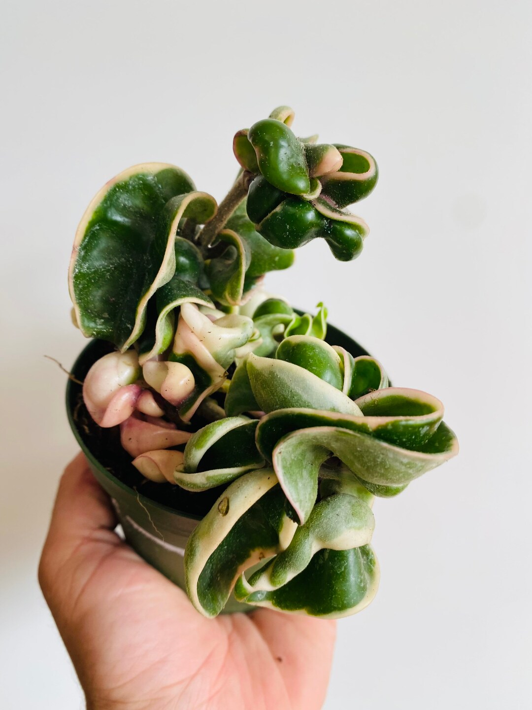 Variegated Hoya Compacta Variegated Hindu Rope Hoya Regalis 3 or 4 ...