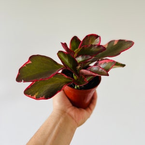 Peperomia Red Panda - Clusiifolia Rubber Plant - Easy Plants - Beginner ...