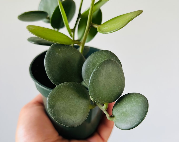 String of Coins Very Rare Plant Xerosicyos Danguyi Tropical Houseplant ...