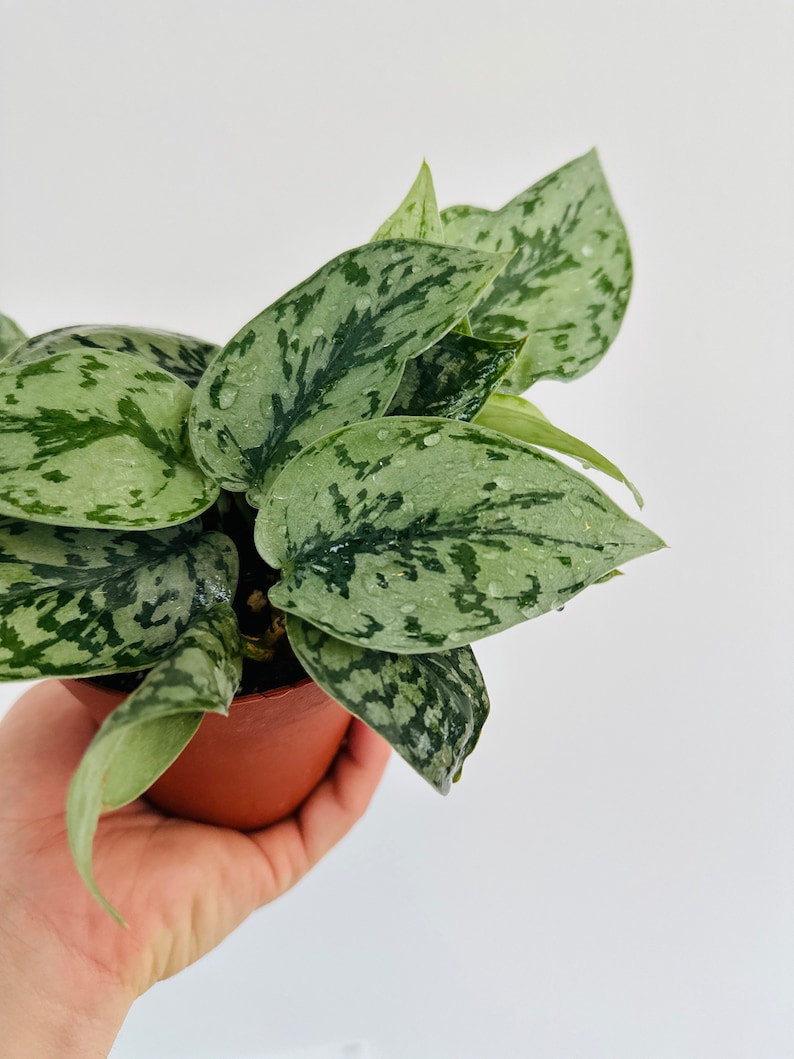 Silver Lady Pothos - Scindapsus Silver Lady - Silver Pothos Plant ...