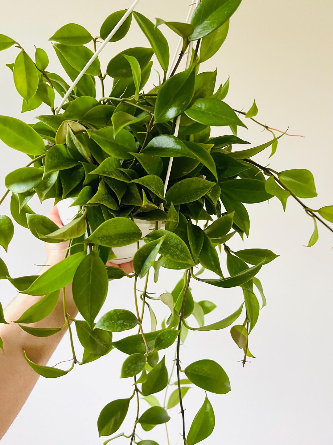 Hoya Sunrise Very Large & Vining Live Plant in 8 Hanging Basket - Etsy