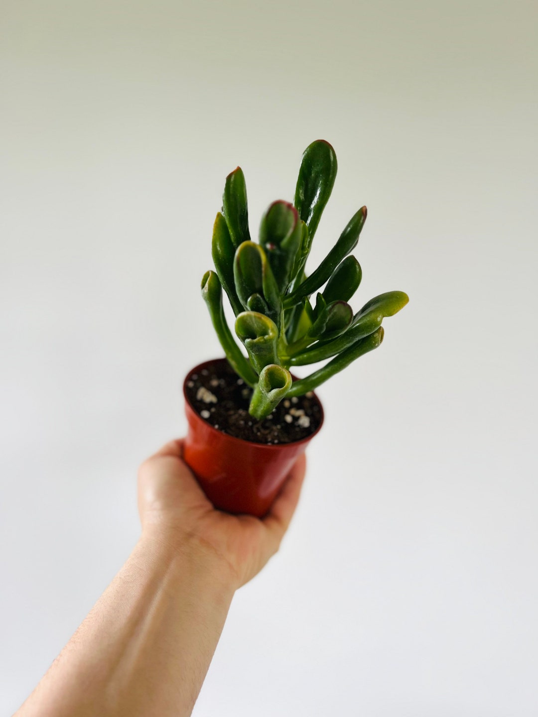 Dwarf Jade Tree - Crassula Ovata - Easy Houseplants - Indoor Plants for ...