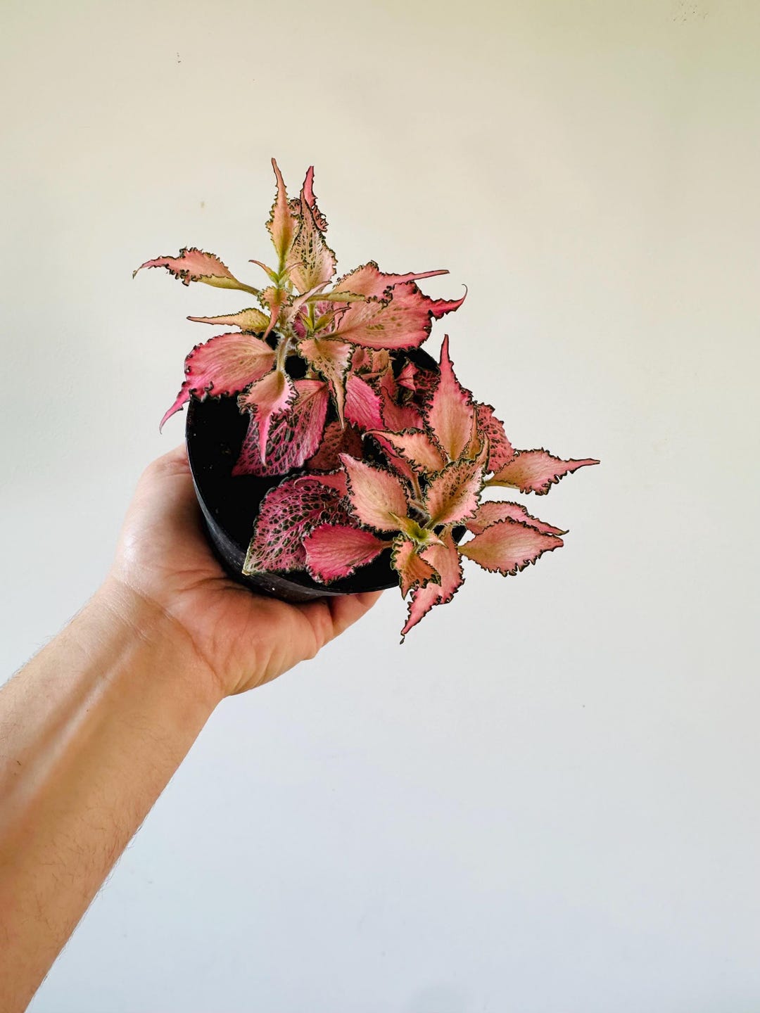 Fittonia Pink Forest Flame - Nerve Plant - Easy Plants - Beginner Plant ...