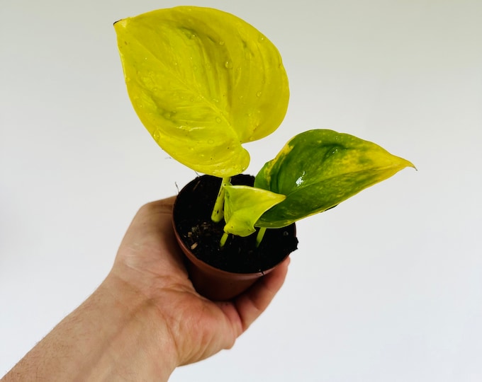 Pothos Champs Elysees Teruno Pothos Japanese Pothos Terunoworld ...