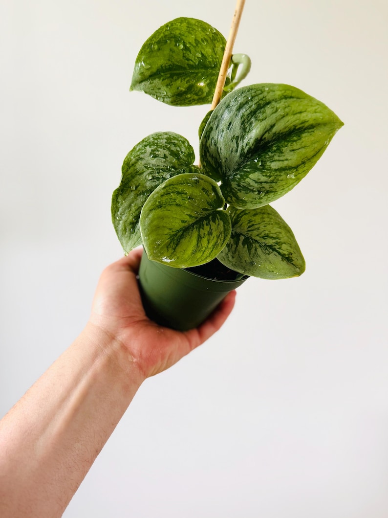 Scindapsus Sp. Borneo on Totem - Rare Aroid - Silver Satin Pothos ...
