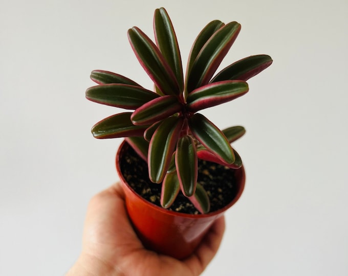 Peperomia Taco Roho - Graveolens Rubber Plant - Easy Plants - Beginner ...