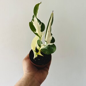 Mutant Manjula - Pothos - New Variety - Tropical Houseplant - Available ...