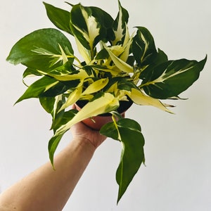 Mutant Manjula - Pothos - New Variety - Tropical Houseplant - Available ...