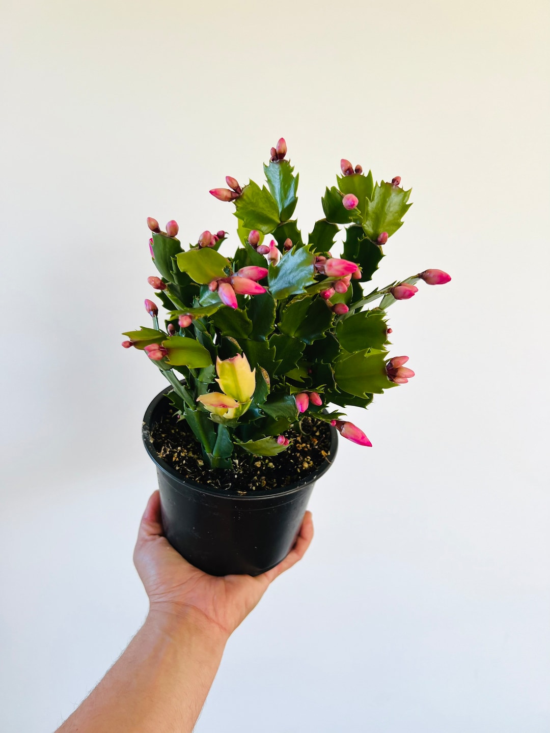 Christmas Cactus - Pink Flowers - Schlumbergera Bridgesii - Holiday ...