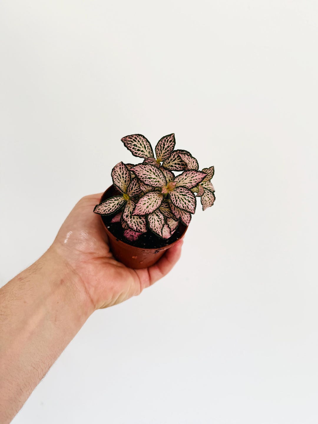 Fittonia Pink Tiger - Nerve Plant - Easy Plants - Beginner Plant - Live ...