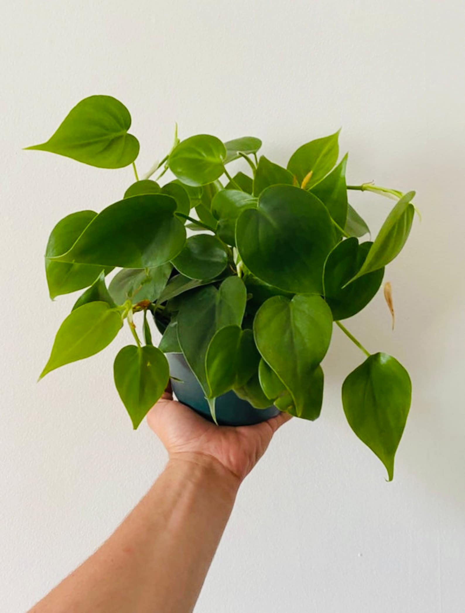 Philodendron Hederaceum Heartleaf Philodendron Available - Etsy
