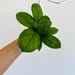 Hoya Cv. Chouke Full & Trailing Live Plant in 4 Hanging Basket - Etsy