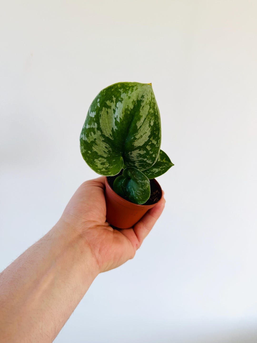 Scindapsus Silver Knight - Starter Plant - Rare Aroid - Live Plant in 2 ...