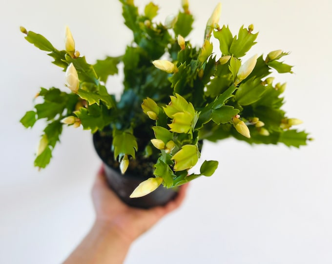 4 Pot of Variegated Christmas Cactus Schlumbergera Rare Succulent Plant ...
