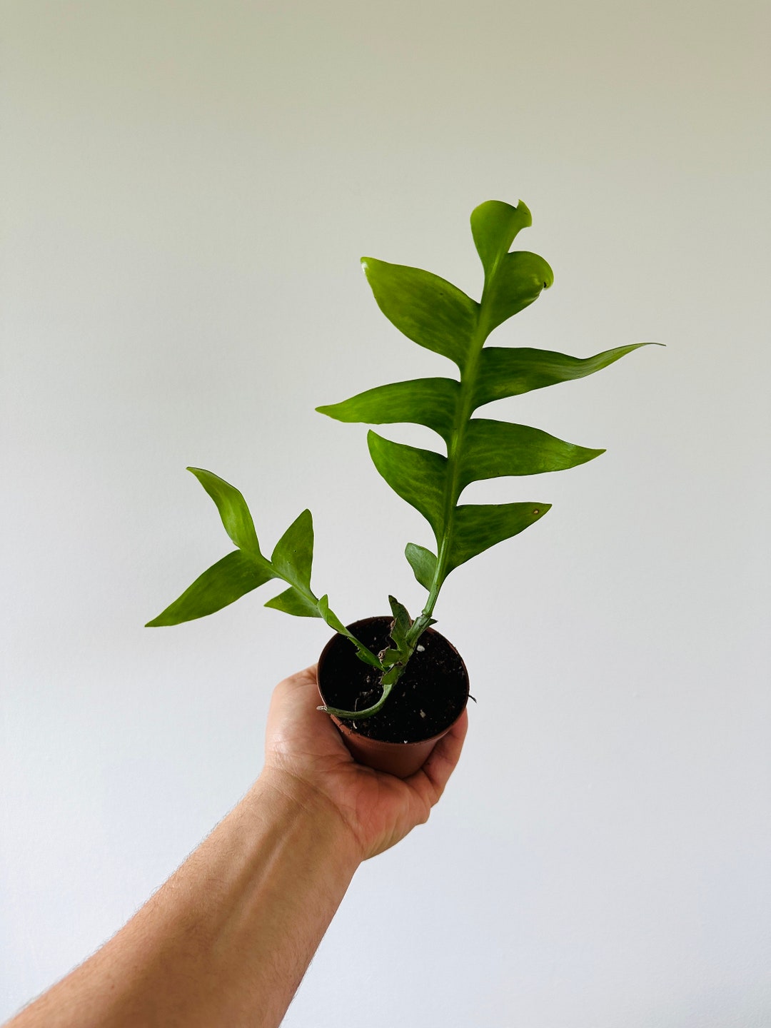 Epiphyllum Shark Tooth Tropical Cactus Starter Plants Easy Plants ...