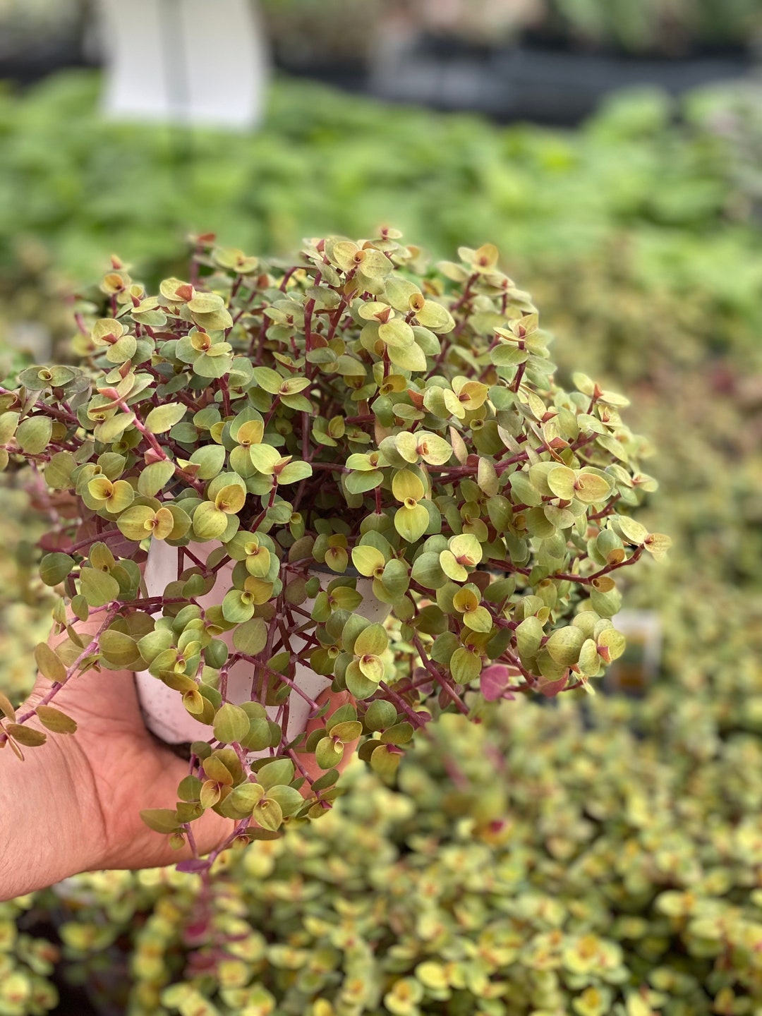Callisia Repens Gold - Bolivian Dude - Peach & Gold Variegated ...