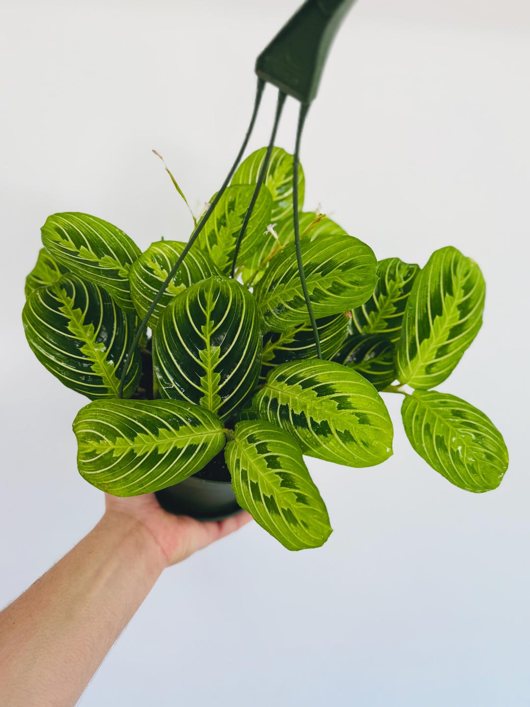 Lemon Lime Prayer Plant - Maranta Leuconeura- Rare Variety - Live Plant ...