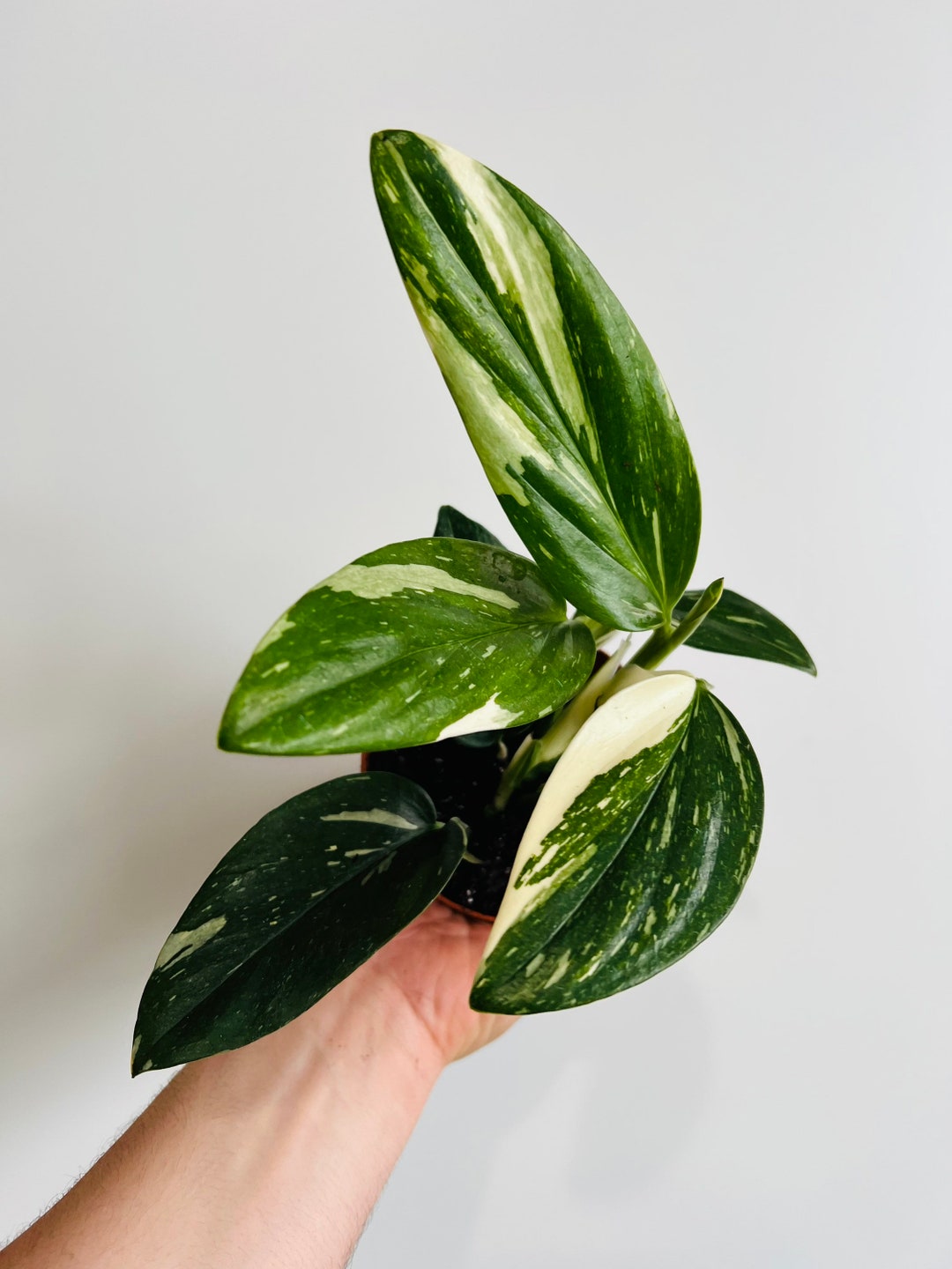 Monstera Standleyana Albo - Monstera Albo - Rare - Tropical Houseplant ...