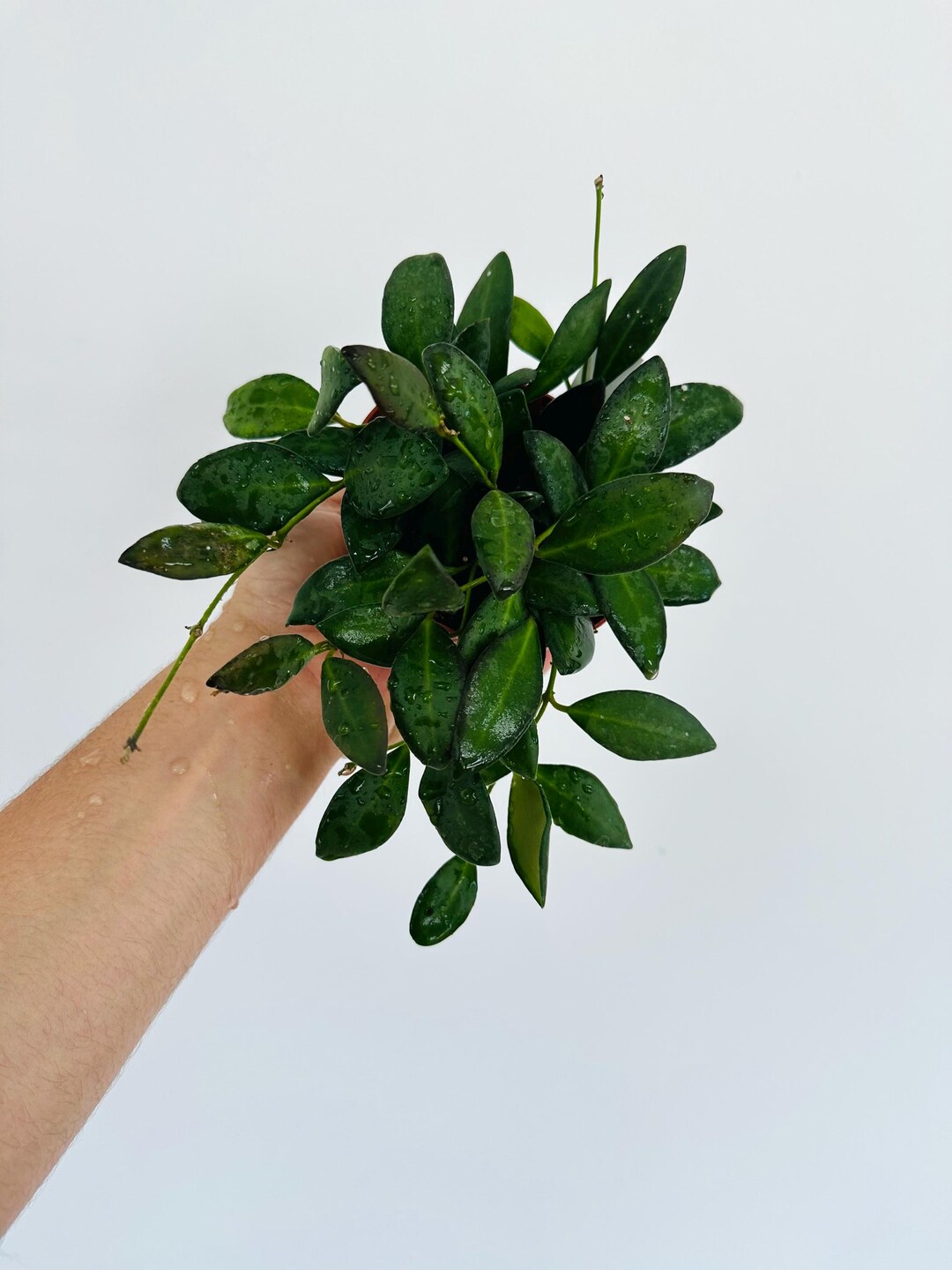 Hoya Panchoi - Sweet Hoya - Live Plant in 4” Pot - Etsy