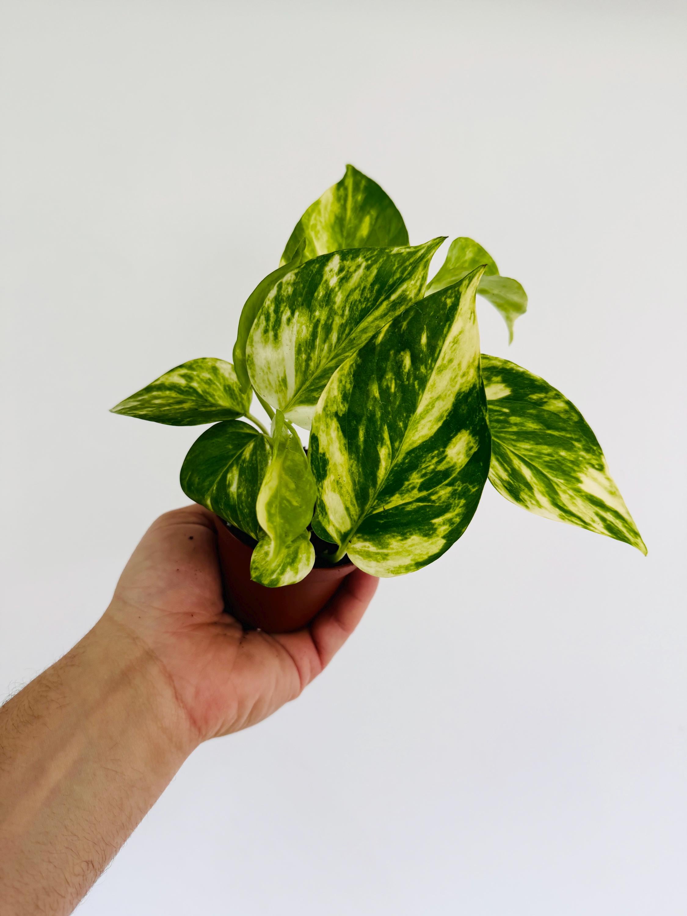 Pothos Junior - Teruno Japanese Pothos - (limited Availability: Limit 1 ...
