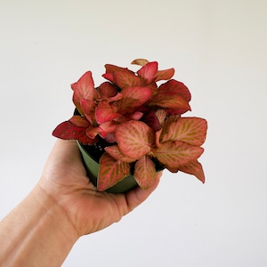 Fittonia Strawberry Blossom - Nerve Plant - Easy Plants - Beginner ...