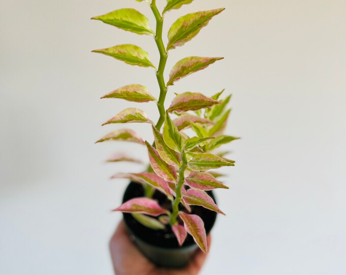 Devils Backbone Euphorbia Pedilanthus Variegata Pink Variegated Cactus ...