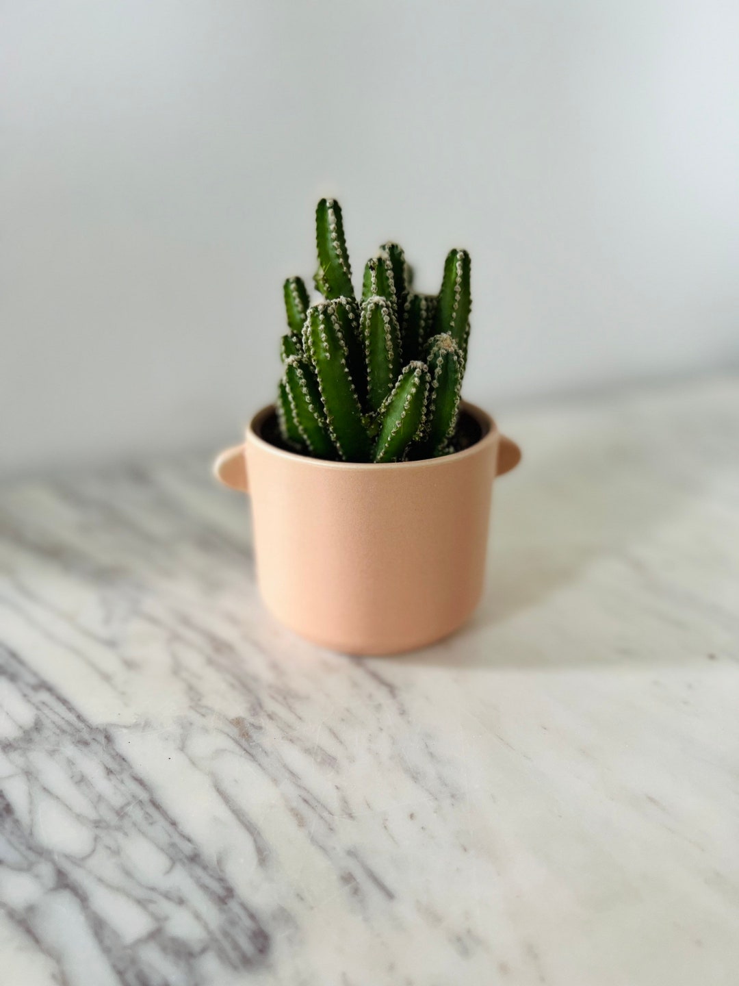 Sydney Pot - Coral Colored - Matte Planter - Available in 3” or 5 ...