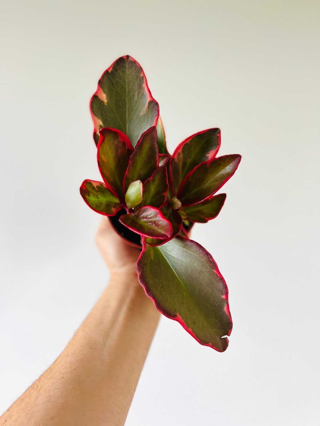 Peperomia Red Panda - Clusiifolia Rubber Plant - Easy Plants - Beginner ...