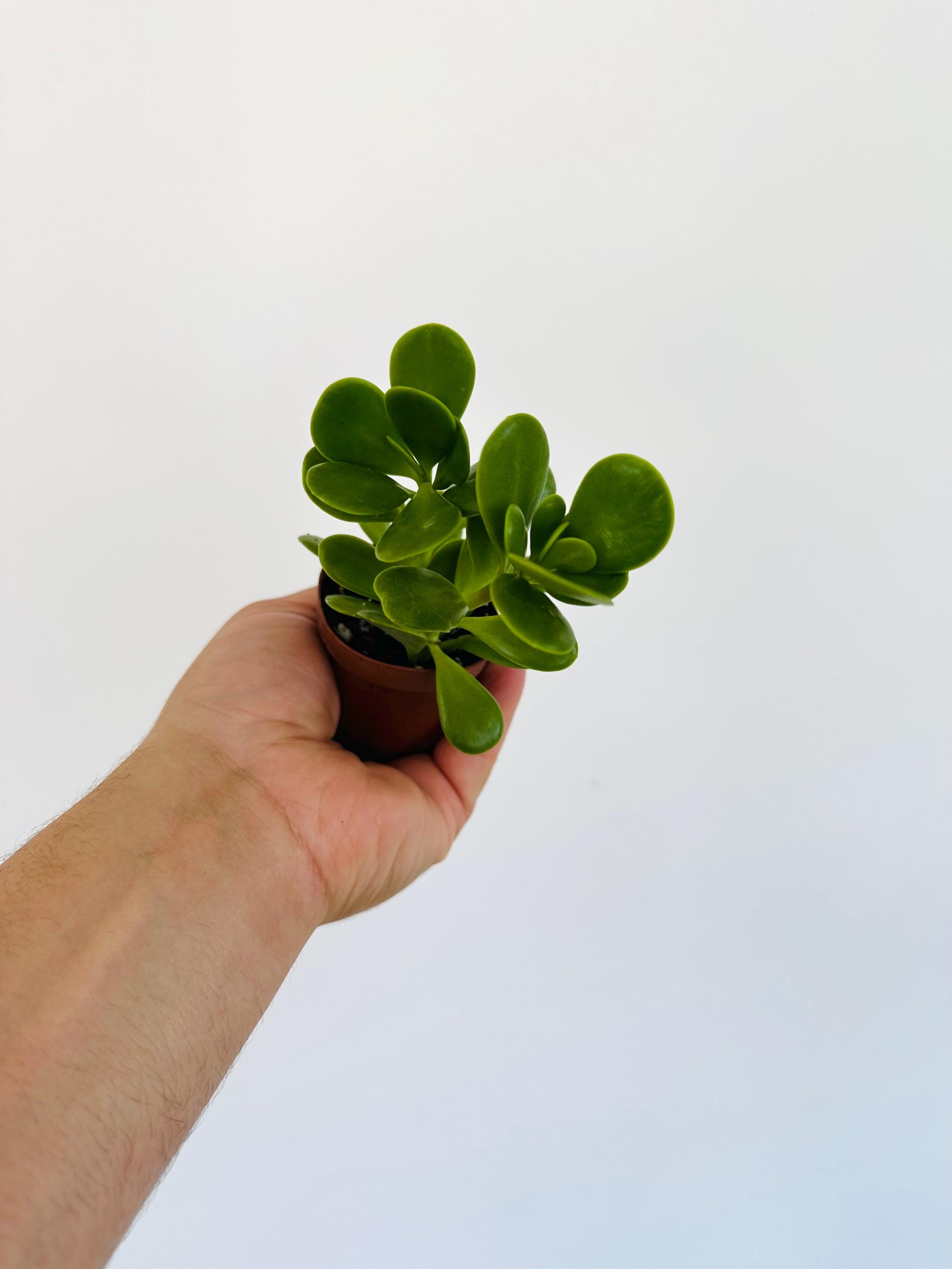 Trailing Skeleton Jade Peperomia Rotundifolia Skeleton Gothic ...