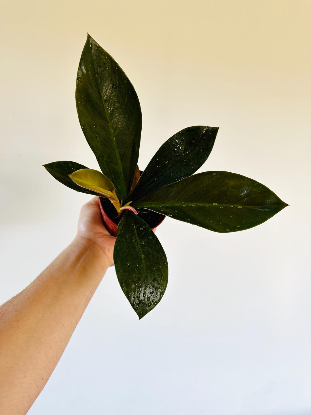 Philodendron Black Birdsnest - Dark Leaf Aroid - Rare Plant - Live ...